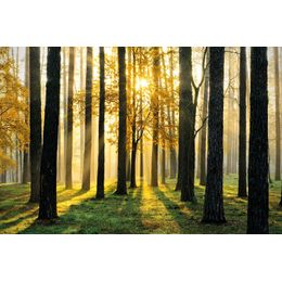 papermoon Fototapete "Sunny Forest" Tapeten Gr. B/L: 3,5 m x 2,6 m, Bahnen: 7 St., bunt (mehrfarbig) Fototapeten