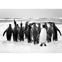 papermoon Fototapete "Pinguin Schwarz & Weiß" Tapeten Gr. B/L: 3,50 m x 2,60 m, Bahnen: 7 St., schwarz (schwarz, weiß) Fototapeten