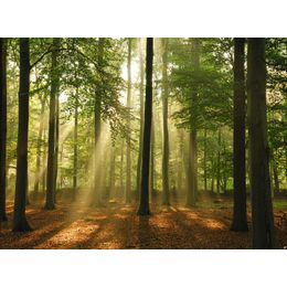 papermoon Fototapete "Forest in the Morning" Tapeten Gr. B/L: 4 m x 2,6 m, Bahnen: 8 St., bunt (mehrfarbig) Fototapeten