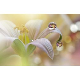 papermoon Fototapete "Zen Wassertropfen mit Blume Makro" Tapeten Gr. B/L: 3,50 m x 2,60 m, Bahnen: 7 St., bunt Fototapeten