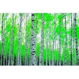 papermoon Fototapete "Birch Forest" Tapeten Gr. B/L: 3,5 m x 2,6 m, Bahnen: 7 St., bunt (mehrfarbig) Fototapeten