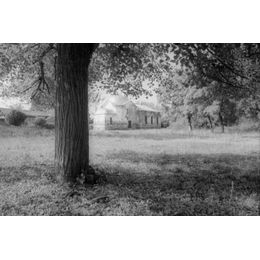 papermoon Fototapete "Baum Schwarz & Weiß" Tapeten Gr. B/L: 3,50 m x 2,60 m, Bahnen: 7 St., schwarz (schwarz, weiß) Fototapeten