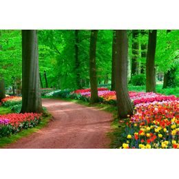 papermoon Fototapete "Tulips Spring Landscape" Tapeten Gr. B/L: 4 m x 2,6 m, Bahnen: 8 St., bunt (mehrfarbig) Fototapeten
