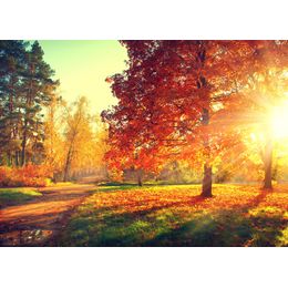 papermoon Fototapete "Autumn Trees" Tapeten Gr. B/L: 3,5 m x 2,6 m, Bahnen: 7 St., bunt (mehrfarbig) Fototapeten