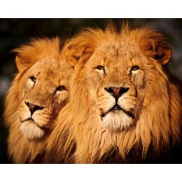 papermoon Fototapete "Male Lions" Tapeten Gr. B/L: 3,5 m x 2,6 m, Bahnen: 7 St., bunt (mehrfarbig) Fototapeten
