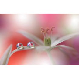 papermoon Fototapete "Zen Wassertropfen mit Blume Makro" Tapeten Gr. B/L: 3,50 m x 2,60 m, Bahnen: 7 St., bunt Fototapeten