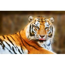 papermoon Fototapete "Resting Tiger" Tapeten Gr. B/L: 3,5 m x 2,6 m, Bahnen: 7 St., bunt (mehrfarbig) Fototapeten