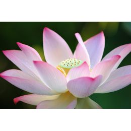 papermoon Fototapete "Lotus Flower" Tapeten Gr. B/L: 3,5 m x 2,6 m, Bahnen: 7 St., bunt (mehrfarbig) Fototapeten