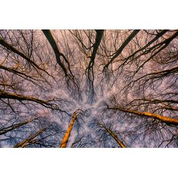 papermoon Fototapete "Sonnenaufgang durch den Wald" Tapeten Gr. B/L: 3,50 m x 2,60 m, Bahnen: 7 St., bunt Fototapeten