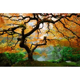 papermoon Fototapete "Autumn Maple Tree" Tapeten Gr. B/L: 4 m x 2,6 m, Bahnen: 8 St., bunt (mehrfarbig) Fototapeten