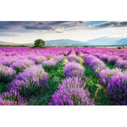 papermoon Fototapete "Lavende Garten" Tapeten Gr. B/L: 3,5 m x 2,6 m, Bahnen: 7 St., bunt (mehrfarbig) Fototapeten