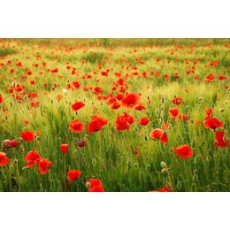 papermoon Fototapete "Field of Poppies" Tapeten Gr. B/L: 4 m x 2,6 m, Bahnen: 8 St., bunt (mehrfarbig) Fototapeten