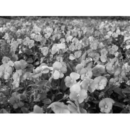 papermoon Fototapete "Blumen Schwarz & Weiß" Tapeten Gr. B/L: 4,00 m x 2,60 m, Bahnen: 8 St., schwarz (schwarz, weiß) Fototapeten