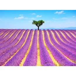papermoon Fototapete "Lavender in Provence" Tapeten Gr. B/L: 3,5 m x 2,6 m, Bahnen: 7 St., bunt (mehrfarbig) Fototapeten