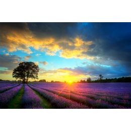 papermoon Fototapete "Lavender Fields" Tapeten Gr. B/L: 4 m x 2,6 m, Bahnen: 8 St., bunt (mehrfarbig) Fototapeten