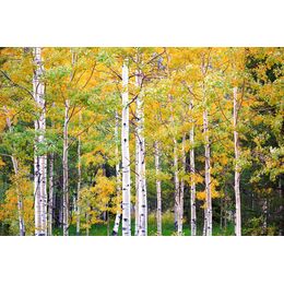 papermoon Fototapete "Herbst Birkenwald" Tapeten Gr. B/L: 4 m x 2,6 m, Bahnen: 8 St., bunt (mehrfarbig) Fototapeten