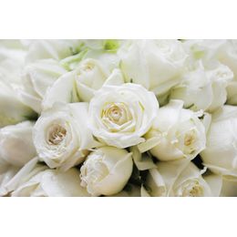 papermoon Fototapete "White Roses" Tapeten Gr. B/L: 4 m x 2,6 m, Bahnen: 8 St., bunt (mehrfarbig) Fototapeten