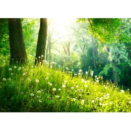 papermoon Fototapete "Green Grass and Trees" Tapeten Gr. B/L: 4 m x 2,6 m, Bahnen: 8 St., bunt (mehrfarbig) Fototapeten