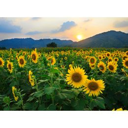 papermoon Fototapete "Sunflower Field" Tapeten Gr. B/L: 3,5 m x 2,6 m, Bahnen: 7 St., bunt (mehrfarbig) Fototapeten