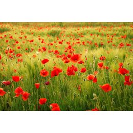 papermoon Fototapete "Field of Poppies" Tapeten Gr. B/L: 3,5 m x 2,6 m, Bahnen: 7 St., bunt (mehrfarbig) Fototapeten