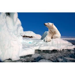 papermoon Fototapete "Polar Bear" Tapeten Gr. B/L: 4 m x 2,6 m, Bahnen: 8 St., bunt (mehrfarbig) Fototapeten