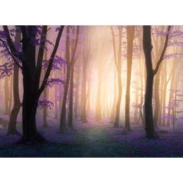 papermoon Fototapete "Mystic Fogga Forest" Tapeten Gr. B/L: 4 m x 2,6 m, Bahnen: 8 St., bunt (mehrfarbig) Fototapeten