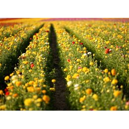 papermoon Fototapete "Flower Field in San Diego" Tapeten Gr. B/L: 3,5 m x 2,6 m, Bahnen: 7 St., bunt (mehrfarbig) Fototapeten