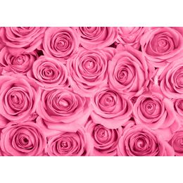 papermoon Fototapete "Pink Roses" Tapeten Gr. B/L: 4 m x 2,6 m, Bahnen: 8 St., bunt (mehrfarbig) Fototapeten