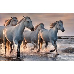 papermoon Fototapete "PFERDE-CAMARGUE GALLOP STRAND MEER TIERE KÜSTE PROVENCE" Tapeten Gr. B/L: 4,00 m x 2,60 m, Bahnen: 8 St., bunt Fototapeten