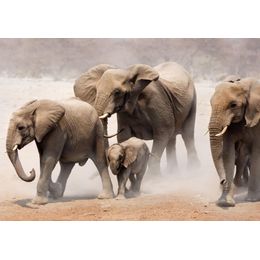 papermoon Fototapete "Elephan Herd" Tapeten Gr. B/L: 4 m x 2,6 m, Bahnen: 8 St., bunt (mehrfarbig) Fototapeten