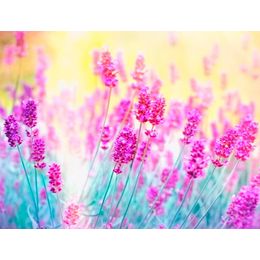 papermoon Fototapete "Lavender Flower" Tapeten Gr. B/L: 3,5 m x 2,6 m, Bahnen: 7 St., bunt (mehrfarbig) Fototapeten