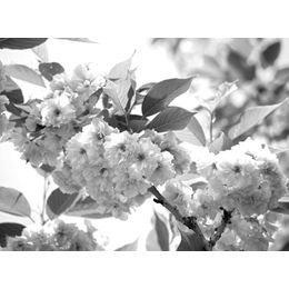 papermoon Fototapete "Blumen Schwarz & Weiß" Tapeten Gr. B/L: 3,50 m x 2,60 m, Bahnen: 7 St., schwarz (schwarz, weiß) Fototapeten