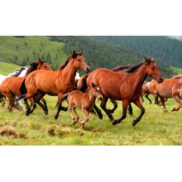 papermoon Fototapete "Wild Horses" Tapeten Gr. B/L: 4 m x 2,6 m, Bahnen: 8 St., bunt (mehrfarbig) Fototapeten