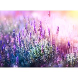 papermoon Fototapete "Lavender Field" Tapeten Gr. B/L: 3,5 m x 2,6 m, Bahnen: 7 St., bunt (mehrfarbig) Fototapeten