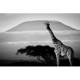 papermoon Fototapete "Giraffe mit Landschaft Schwarz & Weiß" Tapeten Gr. B/L: 3,50 m x 2,60 m, Bahnen: 7 St., schwarz (schwarz, weiß) Fototapeten