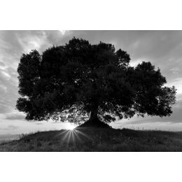 papermoon Fototapete "Baum Schwarz & Weiß" Tapeten Gr. B/L: 4,00 m x 2,60 m, Bahnen: 8 St., schwarz (schwarz, weiß) Fototapeten