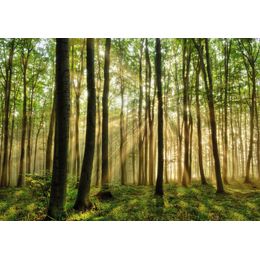 papermoon Fototapete "Forest" Tapeten Gr. B/L: 4 m x 2,6 m, Bahnen: 8 St., bunt (mehrfarbig) Fototapeten