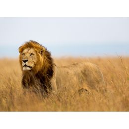 papermoon Fototapete "Lion in Masai Mara Kenya" Tapeten Gr. B/L: 3,5 m x 2,6 m, Bahnen: 7 St., bunt (mehrfarbig) Fototapeten