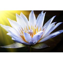 papermoon Fototapete "Lotus Flower" Tapeten Gr. B/L: 4 m x 2,6 m, Bahnen: 8 St., bunt (mehrfarbig) Fototapeten
