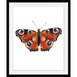 Bild queence "Lena" Bilder Gr. B/H: 50 cm x 70 cm, Wandbild Schmetterlinge Hochformat, 1 St., orange Kunstdrucke