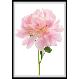 Bild queence "Beate" Bilder Gr. B/H: 50 cm x 70 cm, Wandbild Blumen Hochformat, bunt (weiß, grün, rosa) Kunstdrucke Rosen, gerahmt