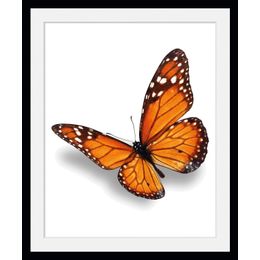 Bild queence "Evelina" Bilder Gr. B/H: 50 cm x 70 cm, Wandbild Schmetterlinge Hochformat, 1 St., orange Kunstdrucke