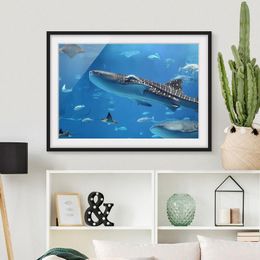 MICASIA - Bild mit Rahmen - Fish in the Sea Größe HxB: 18cm x 24cm, Rahmen: Schwarz