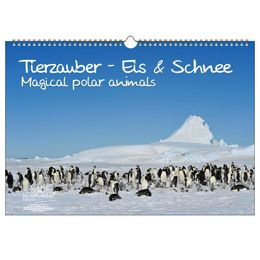 Seelenzauber ewige Kalender Tierzauber Eis und Schnee DIN A3 Immerwährender Kalender Tiere aus