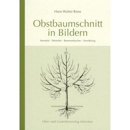 Obstbaumschnitt in Bildern - Hans W Riess, Kartoniert (TB)