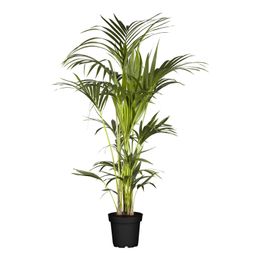 Kentiapalme - Howea Forsteriana, Höhe 100-120 cm, Ø20 cm Topf, 1 Pflanze