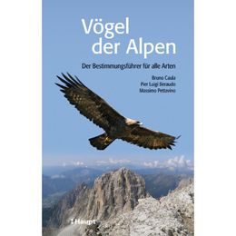 haupt Vögel der Alpen - Bruno Caula, Pier Luigi Beraudo, Massimo Pettavino, Kartoniert (TB)