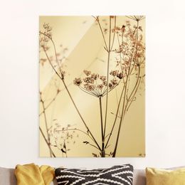Bilderwelten Glasbild Blumen Motiv braun Glas Wandbild - Trockenblume im Lichtspiel - Deko Wohnzimmer Schlafzimmer