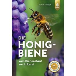 Die Honigbiene - Armin Spürgin, Kartoniert (TB)