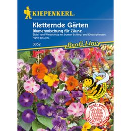 Kletternde Gärten für Gartenzäune - Blumensamen - Kiepenkerl